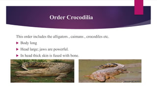 Classification of reptiles | PPTX