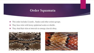 Classification of reptiles | PPTX