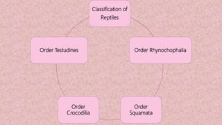 Classification of reptiles | PPTX