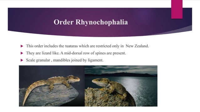 Classification of reptiles | PPTX