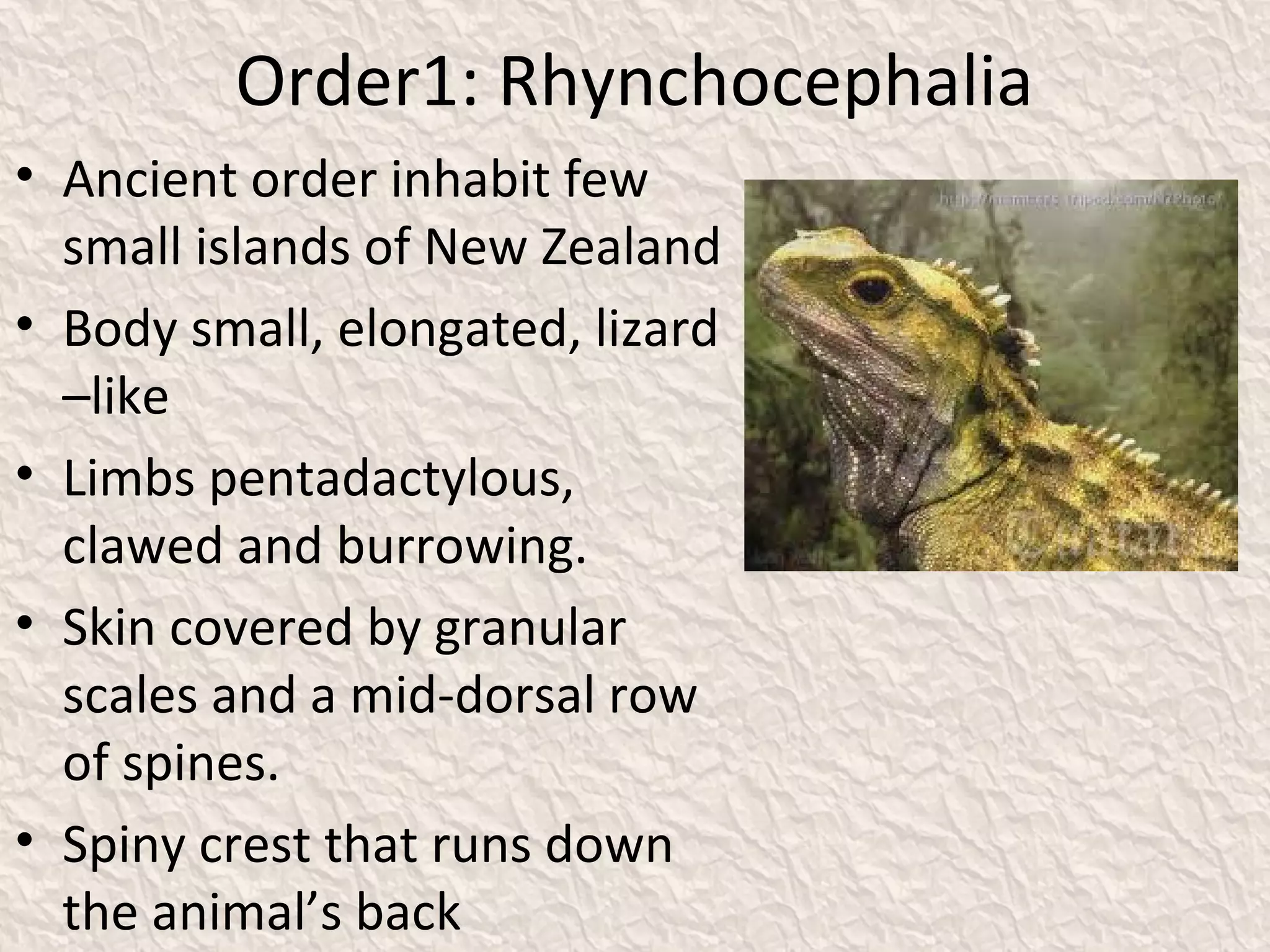 Classification of reptilia | PPT