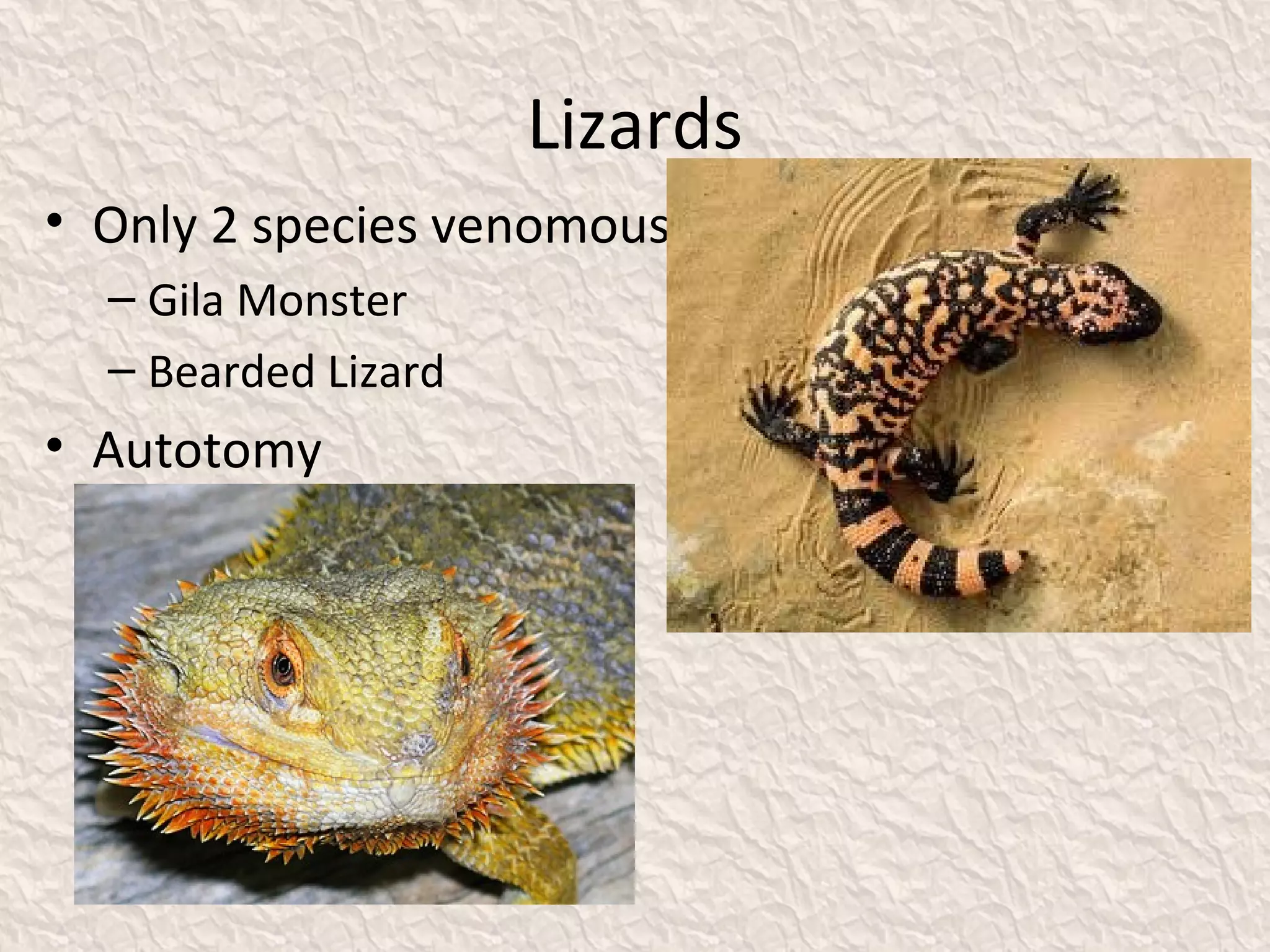 Classification of reptilia | PPT