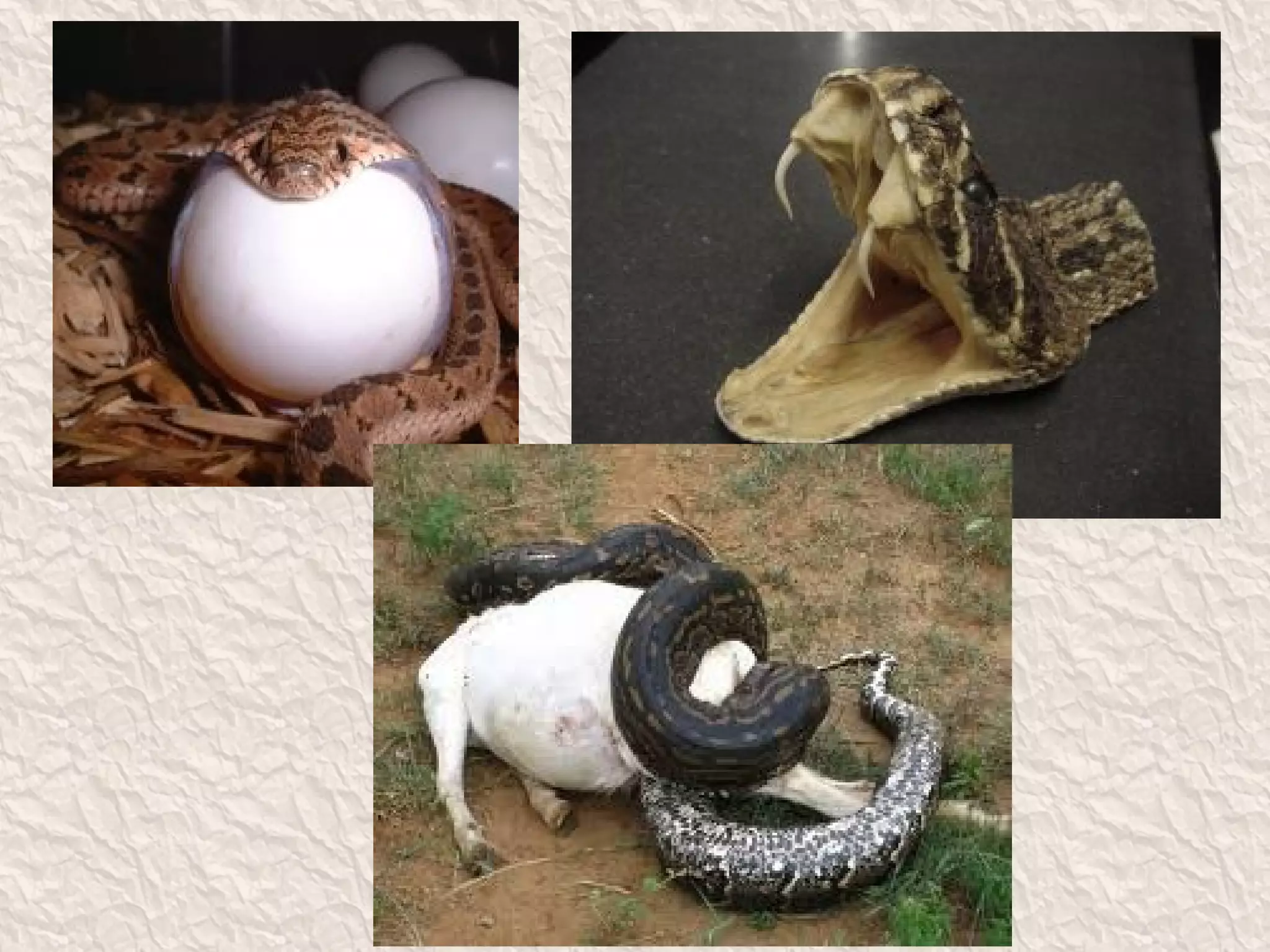 Classification of reptilia | PPT