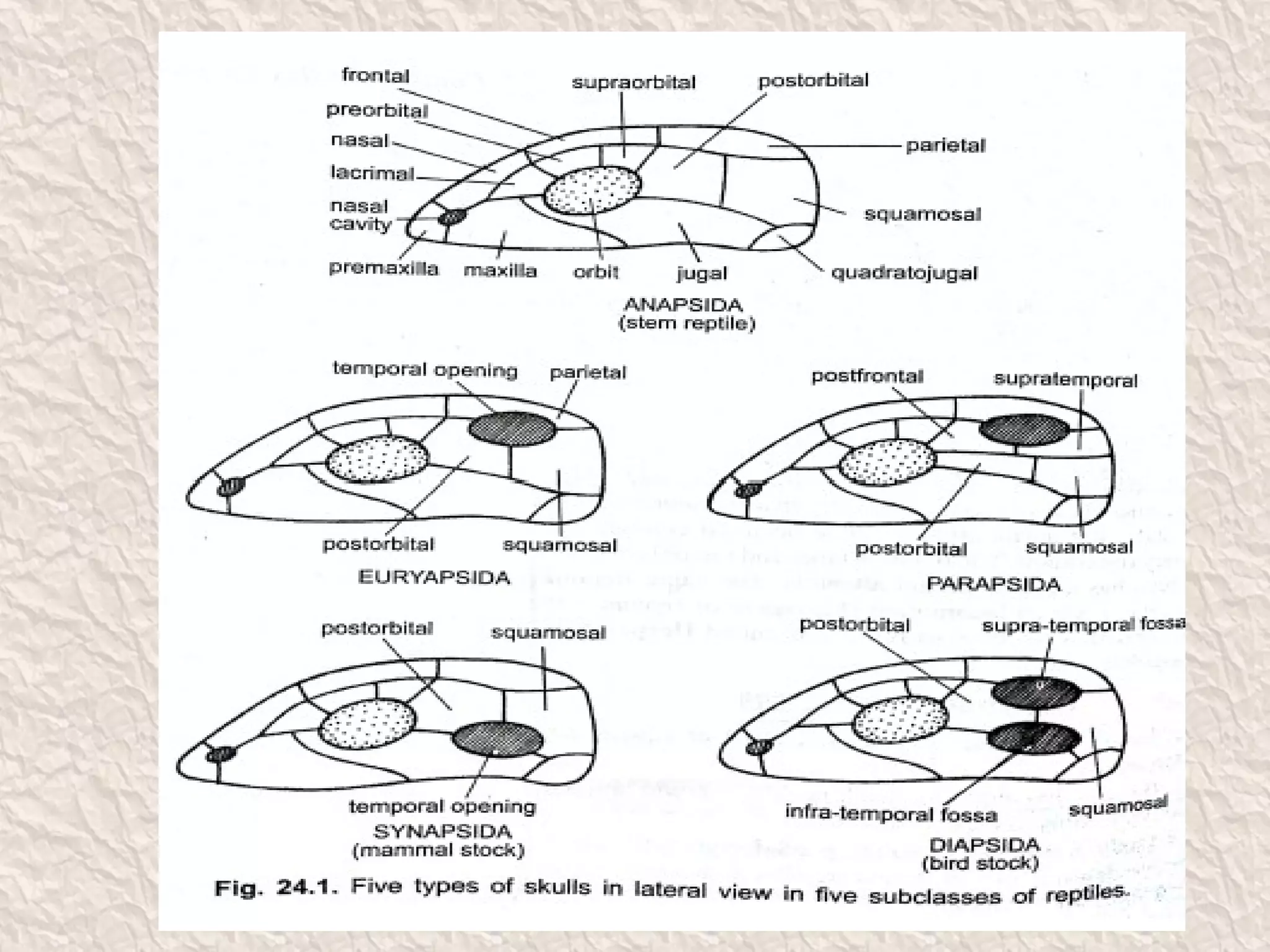 Classification of reptilia | PPT
