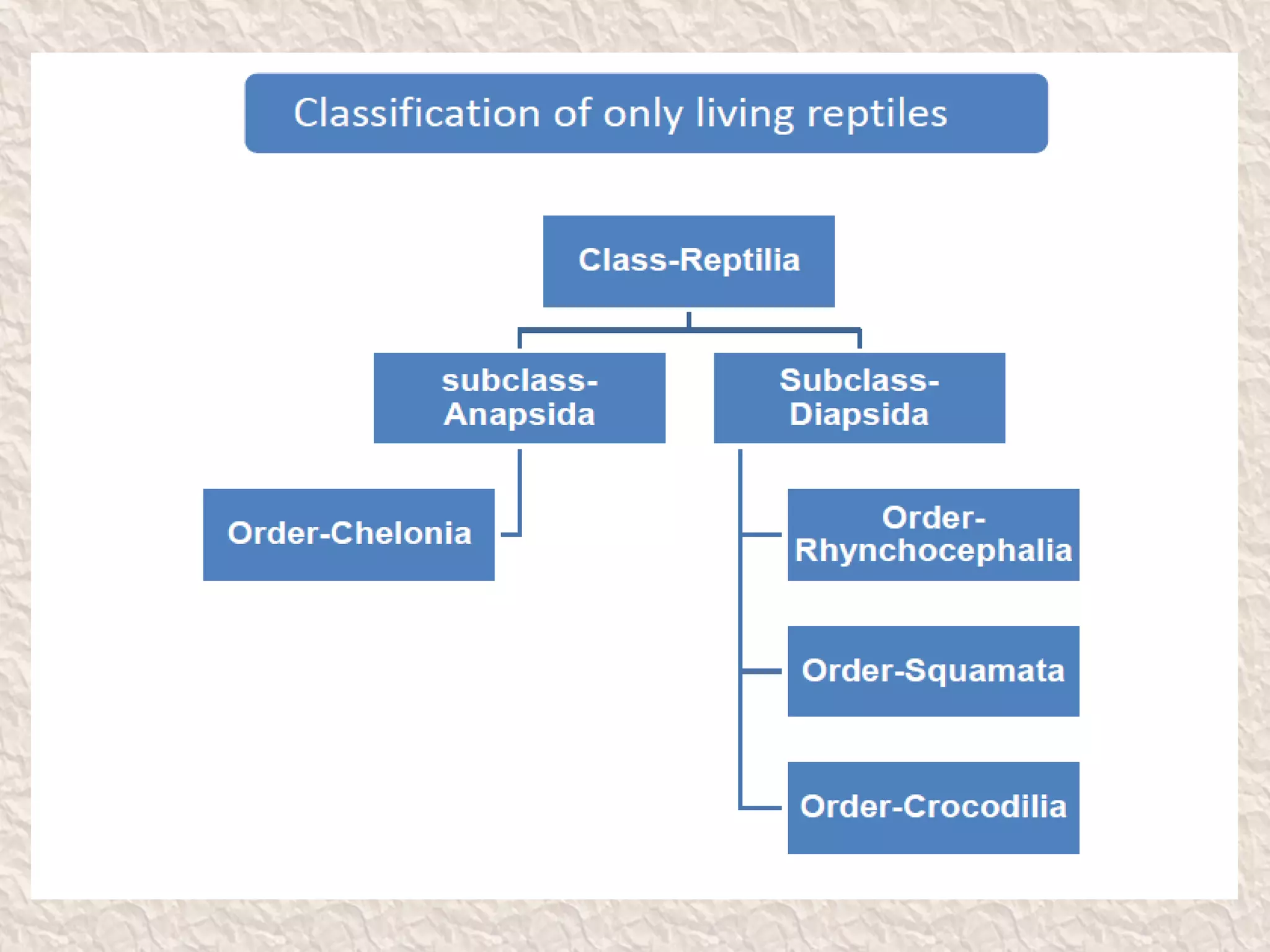 Classification of reptilia | PPT