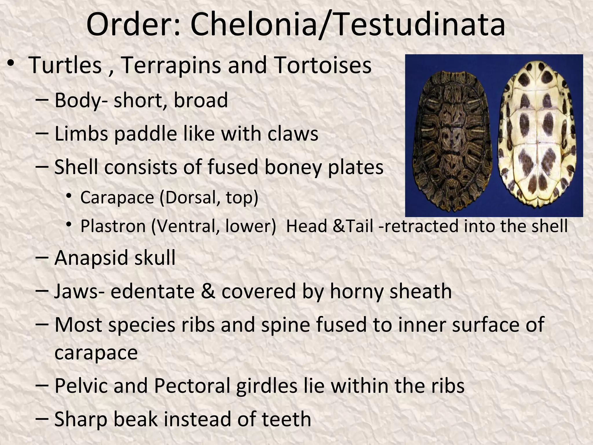Classification of reptilia | PPT