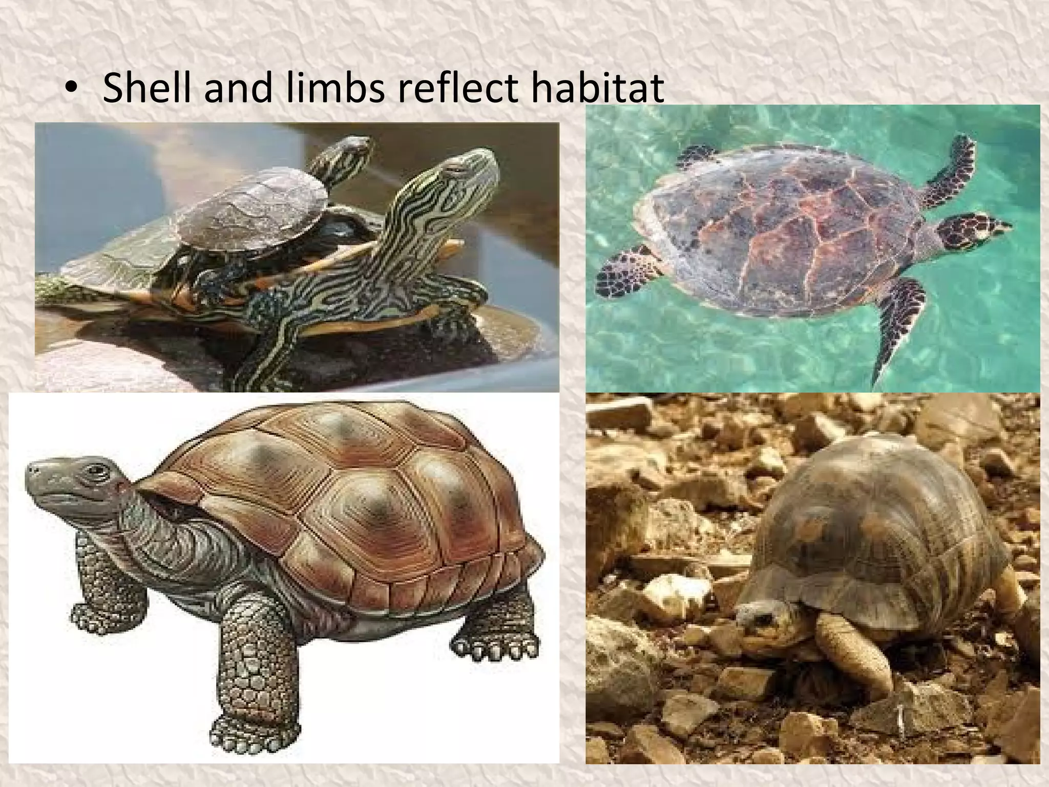 Classification of reptilia | PPT