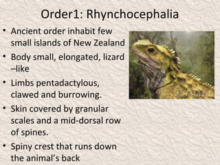Classification of reptilia | PPT | Reptiles | Pets