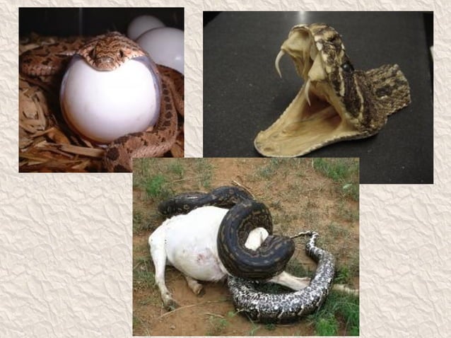 Classification of reptilia | PPT | Reptiles | Pets