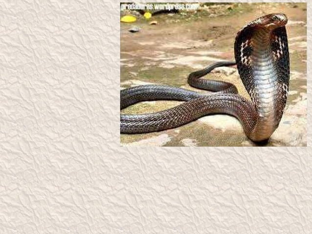 Classification of reptilia | PPT | Reptiles | Pets