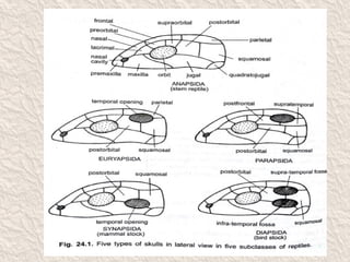 Classification of reptilia | PPT | Reptiles | Pets