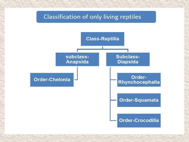 Classification of reptilia | PPT | Reptiles | Pets
