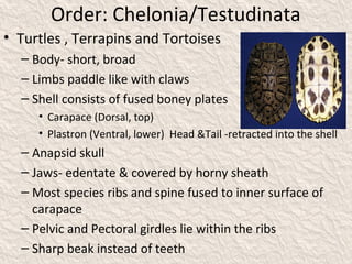 Classification of reptilia | PPT