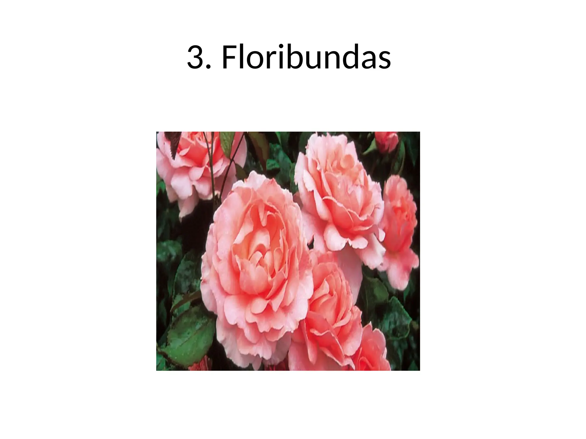 classification of roses and local varieties | PPTX