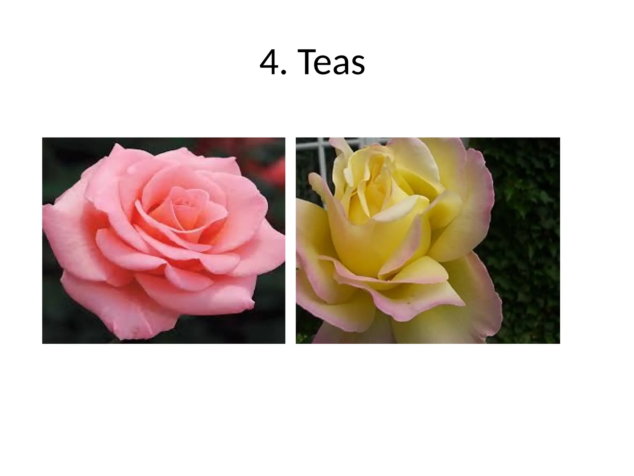 classification of roses and local varieties | PPTX