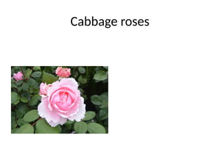 classification of roses and local varieties | PPTX