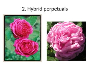 classification of roses and local varieties | PPTX