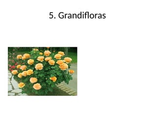 classification of roses and local varieties | PPTX