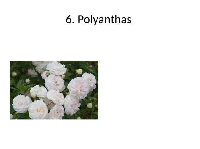classification of roses and local varieties | PPT