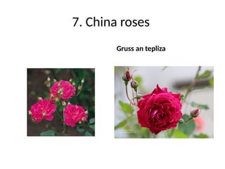 classification of roses and local varieties | PPTX
