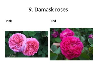 classification of roses and local varieties | PPTX