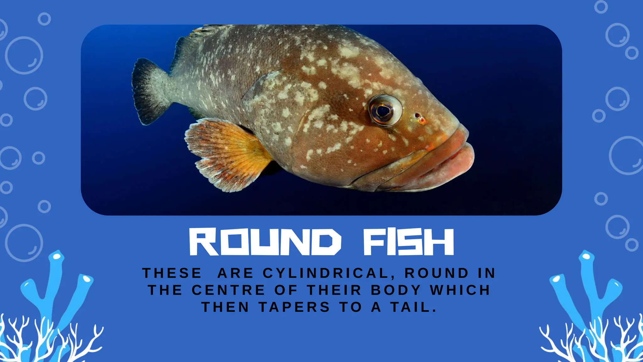 cookery 10-Classification of seafood.pptx