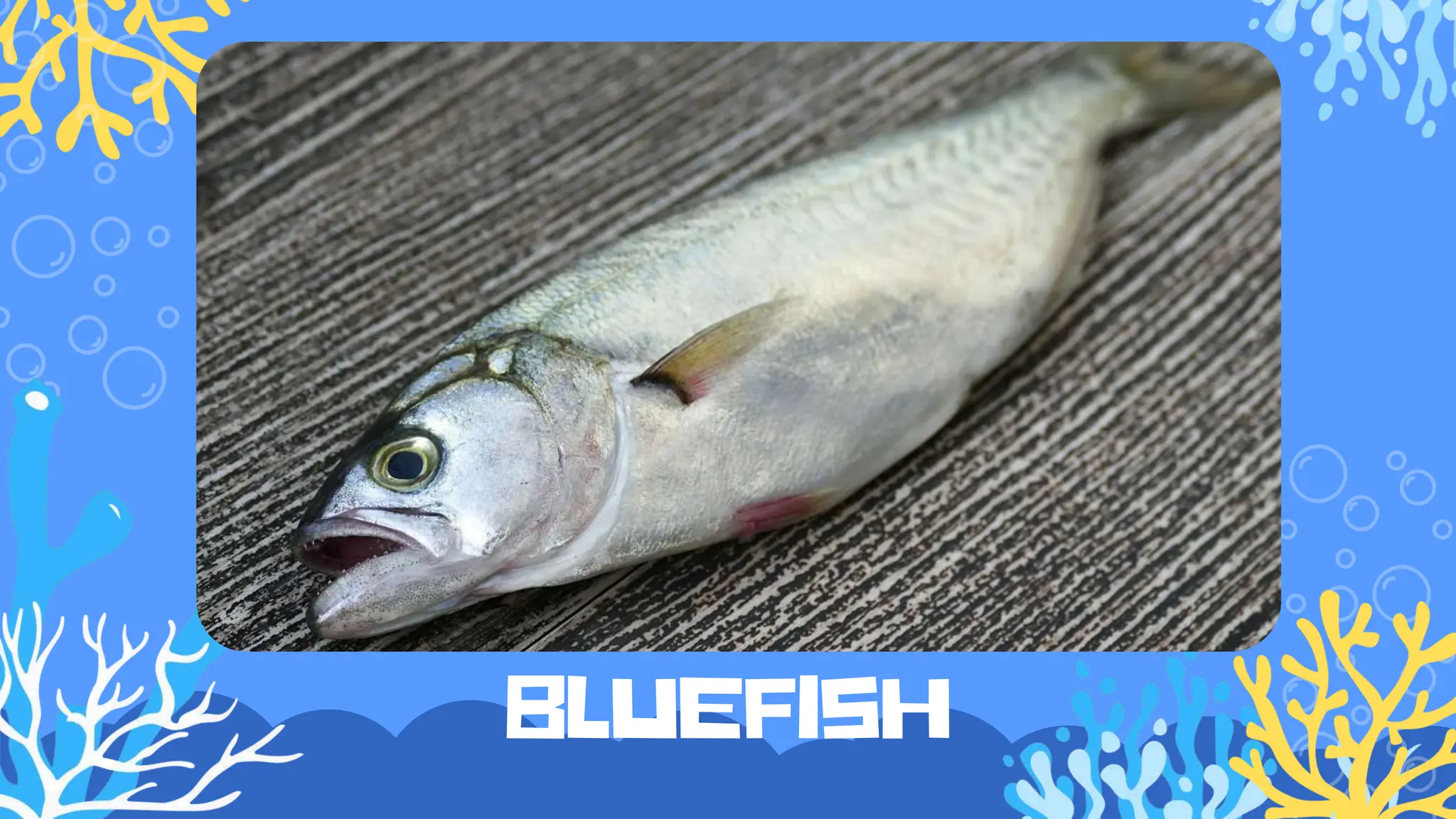 cookery 10-Classification of seafood.pptx