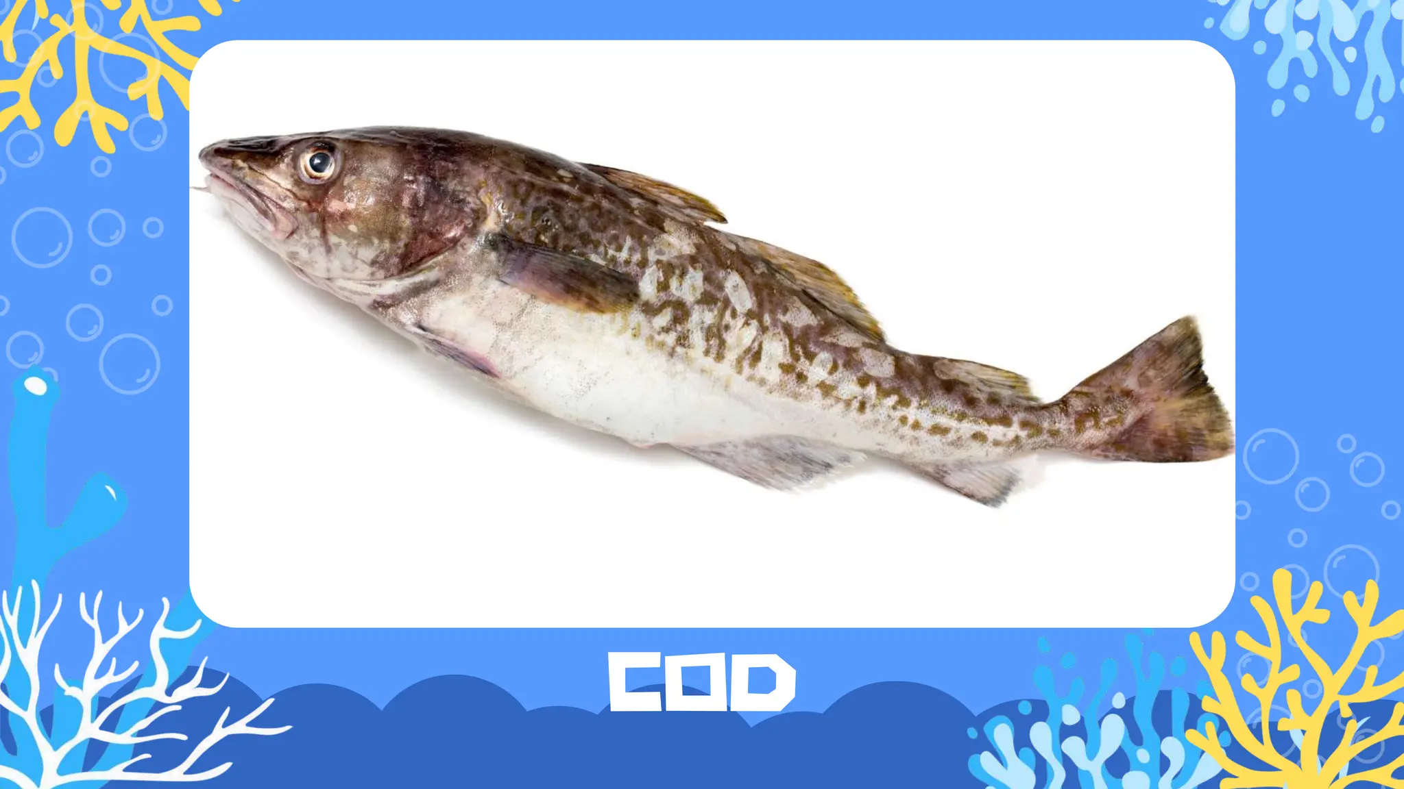 cookery 10-Classification of seafood.pptx