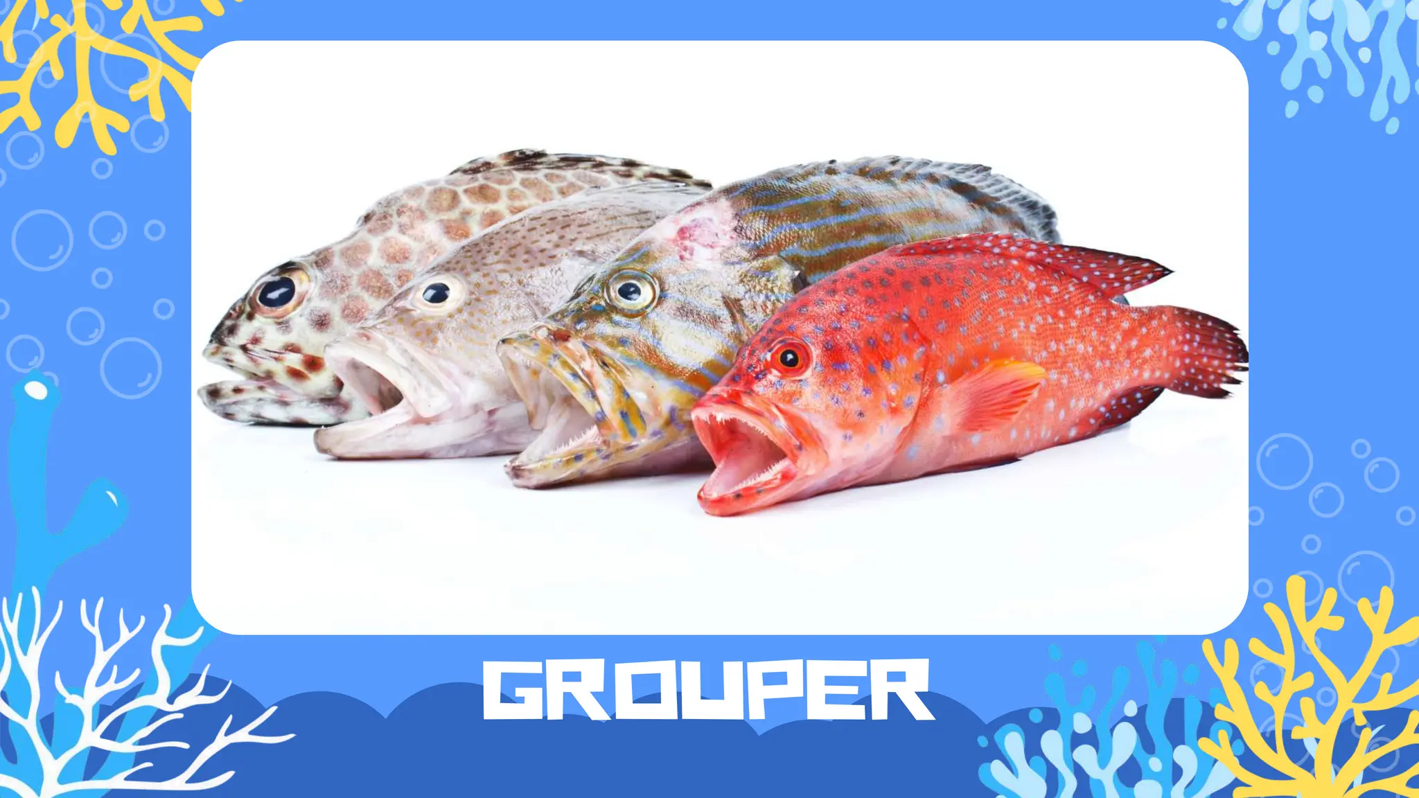 cookery 10-Classification of seafood.pptx