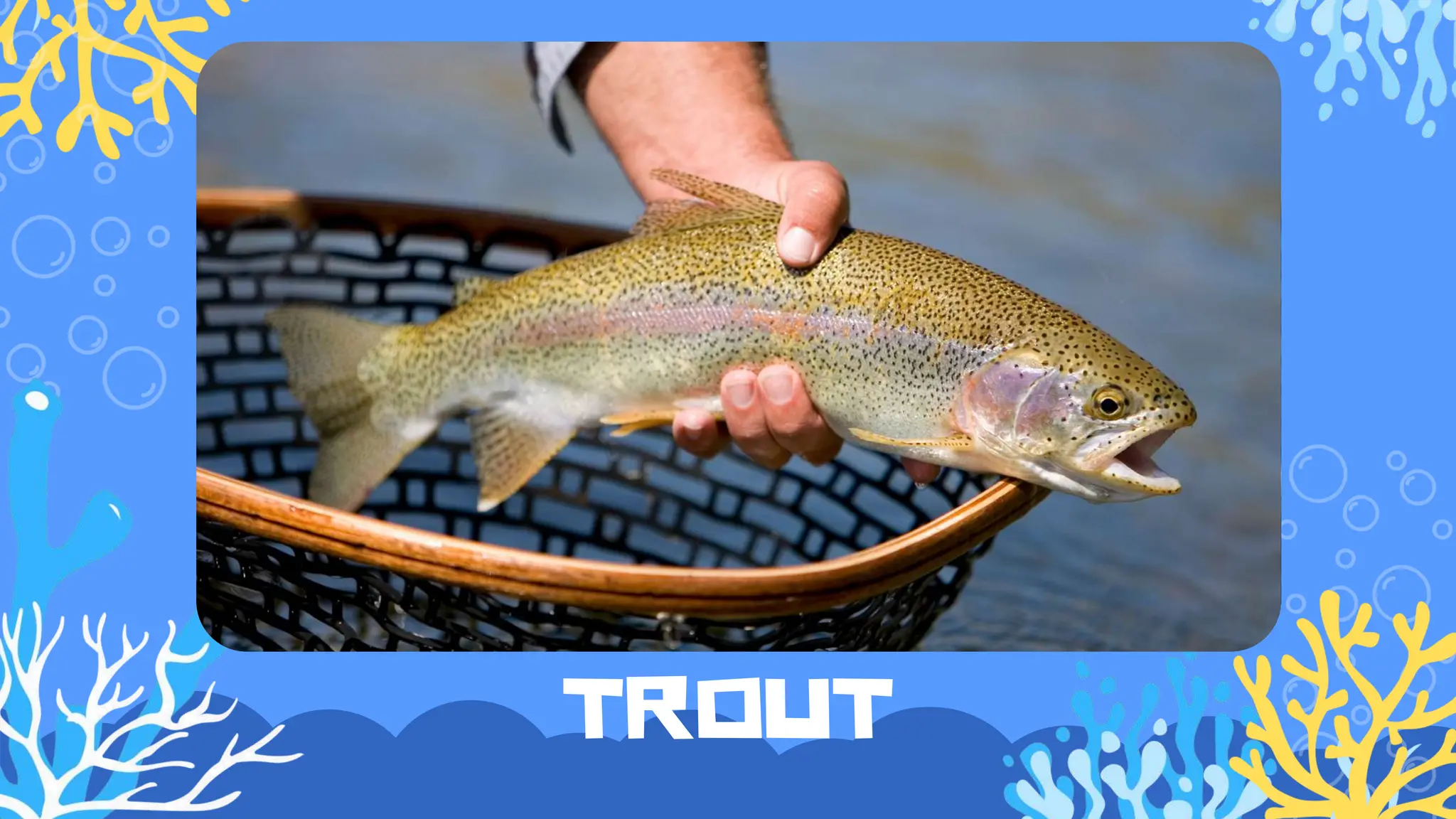 cookery 10-Classification of seafood.pptx