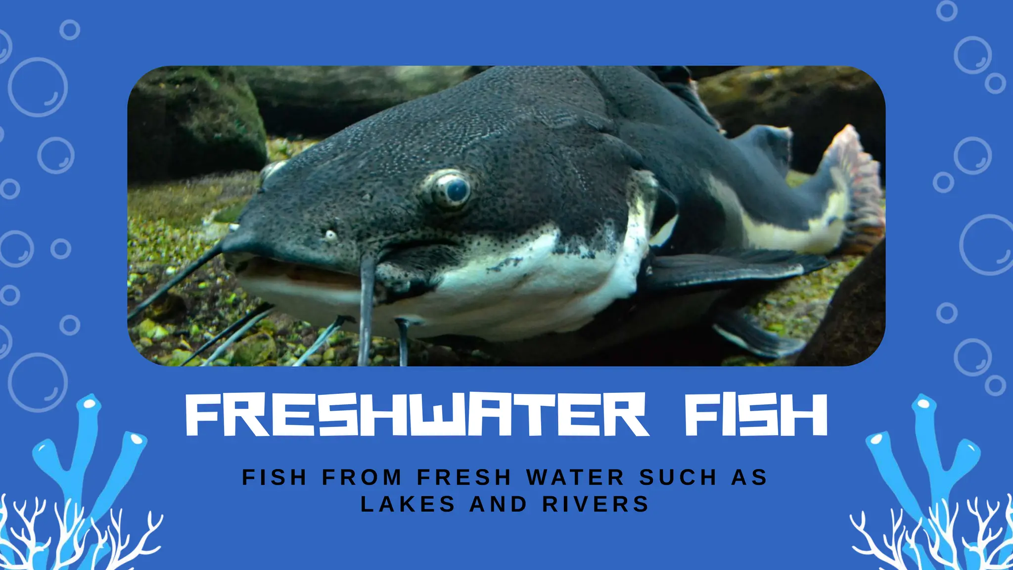 cookery 10-Classification of seafood.pptx