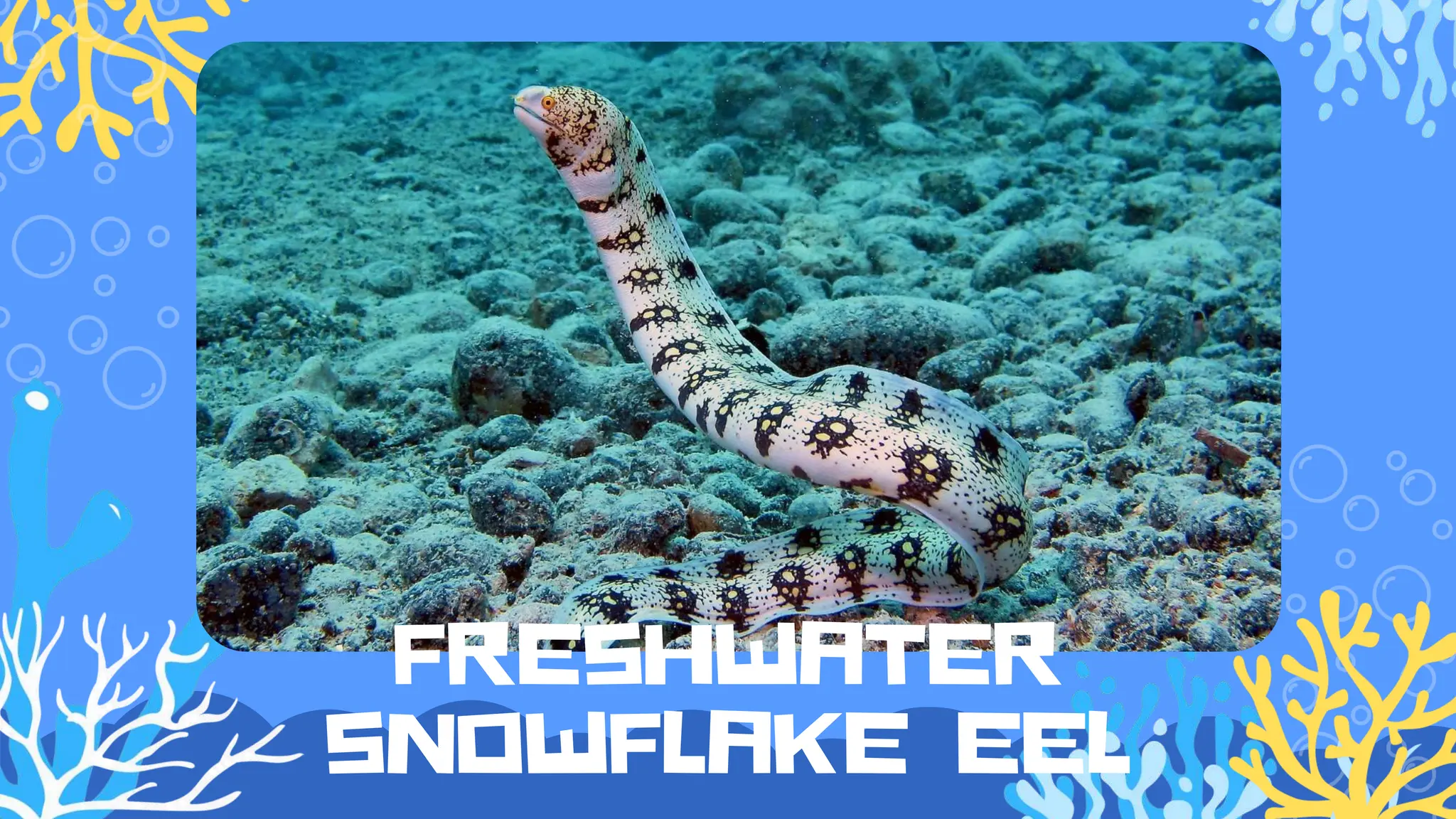 cookery 10-Classification of seafood.pptx