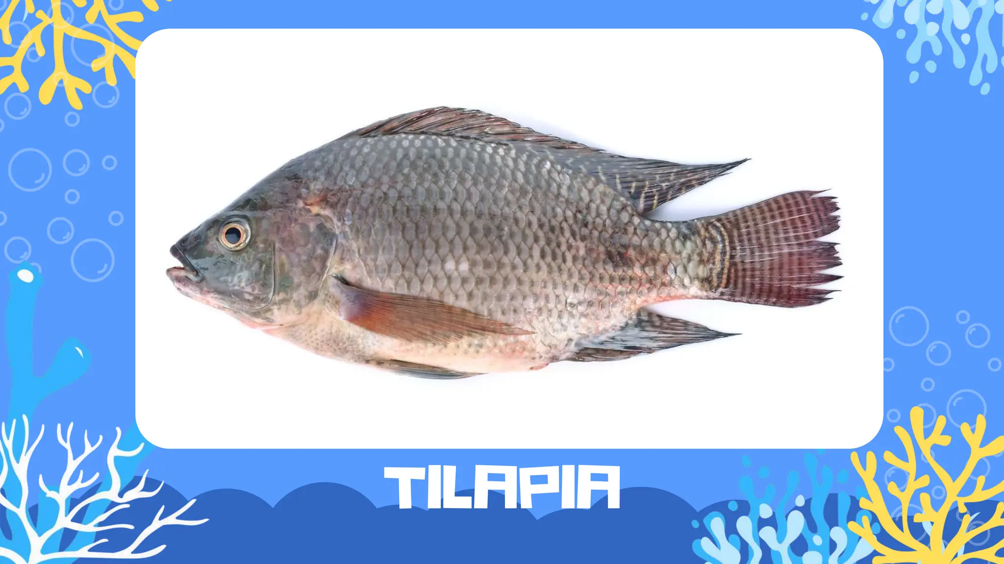 cookery 10-Classification of seafood.pptx