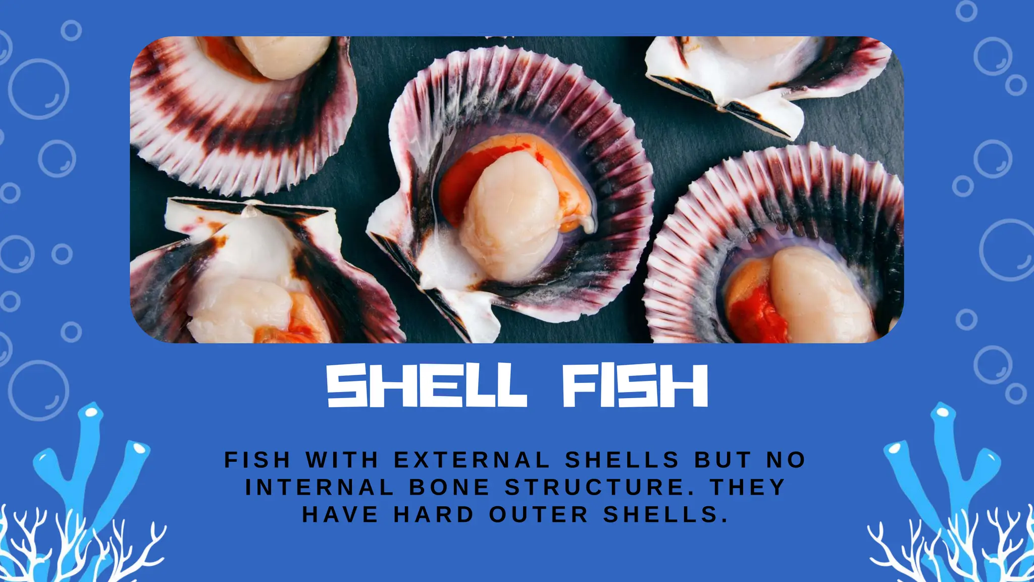 cookery 10-Classification of seafood.pptx