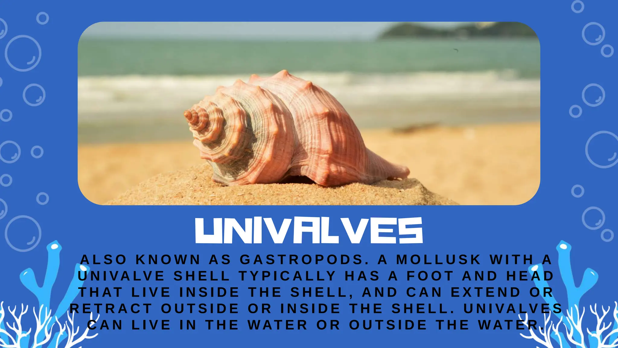 cookery 10-Classification of seafood.pptx