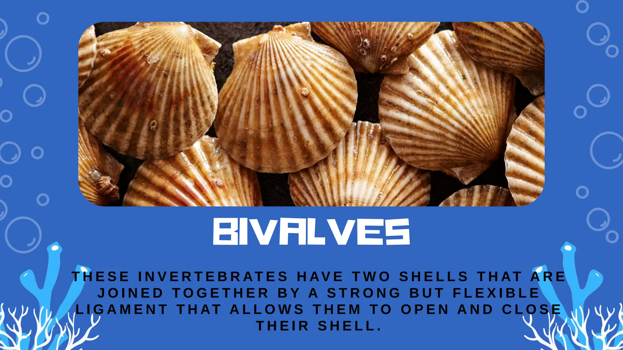 cookery 10-Classification of seafood.pptx