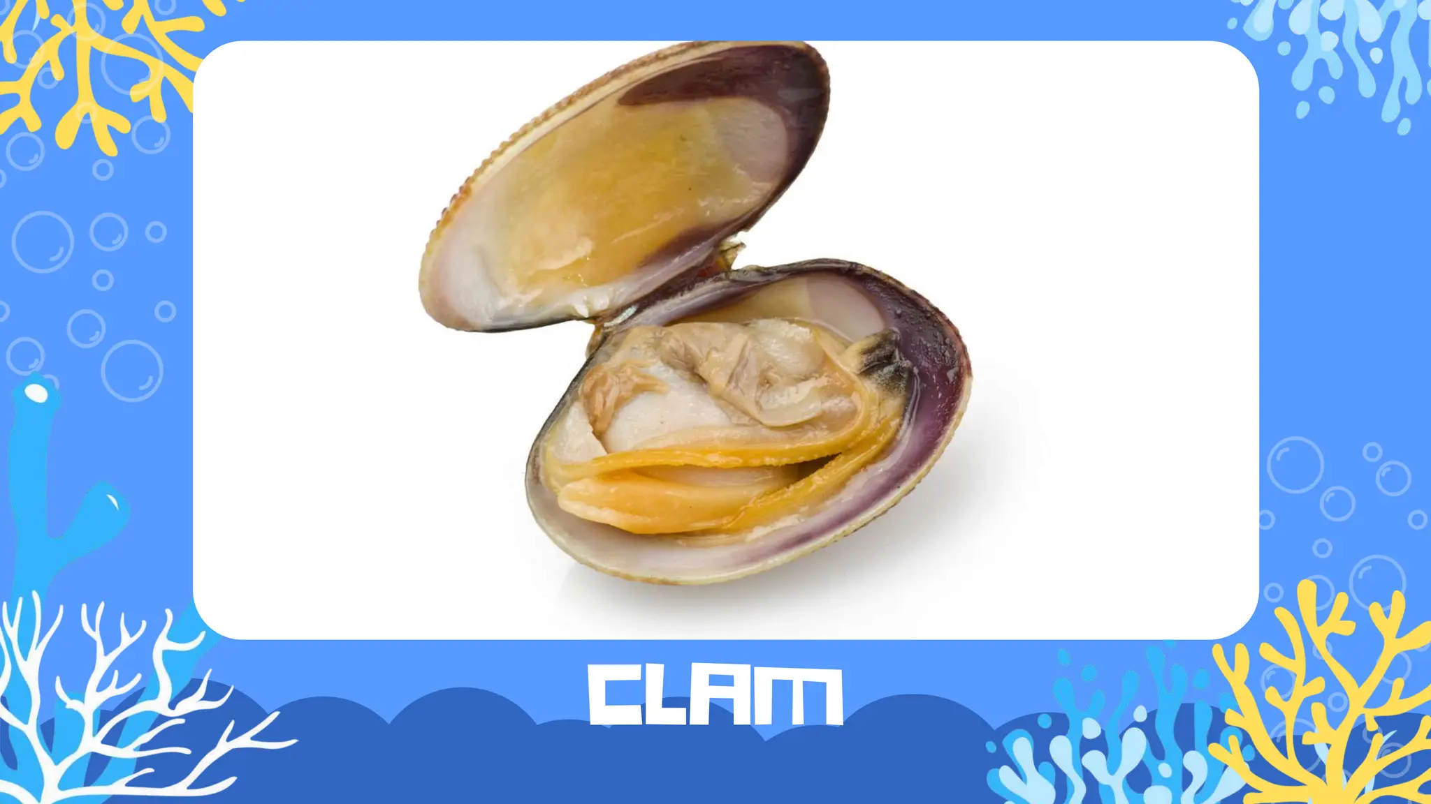 cookery 10-Classification of seafood.pptx