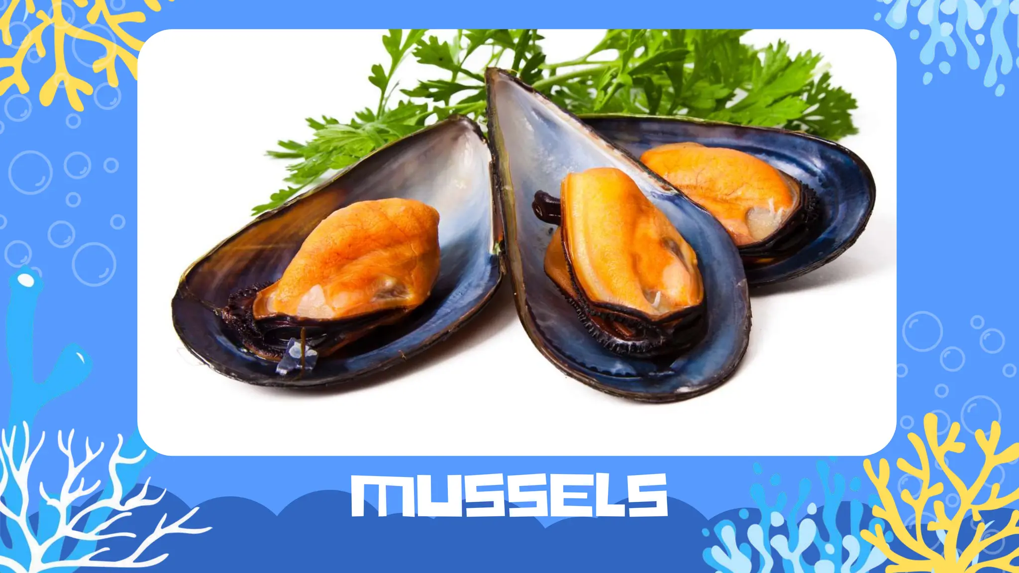 cookery 10-Classification of seafood.pptx