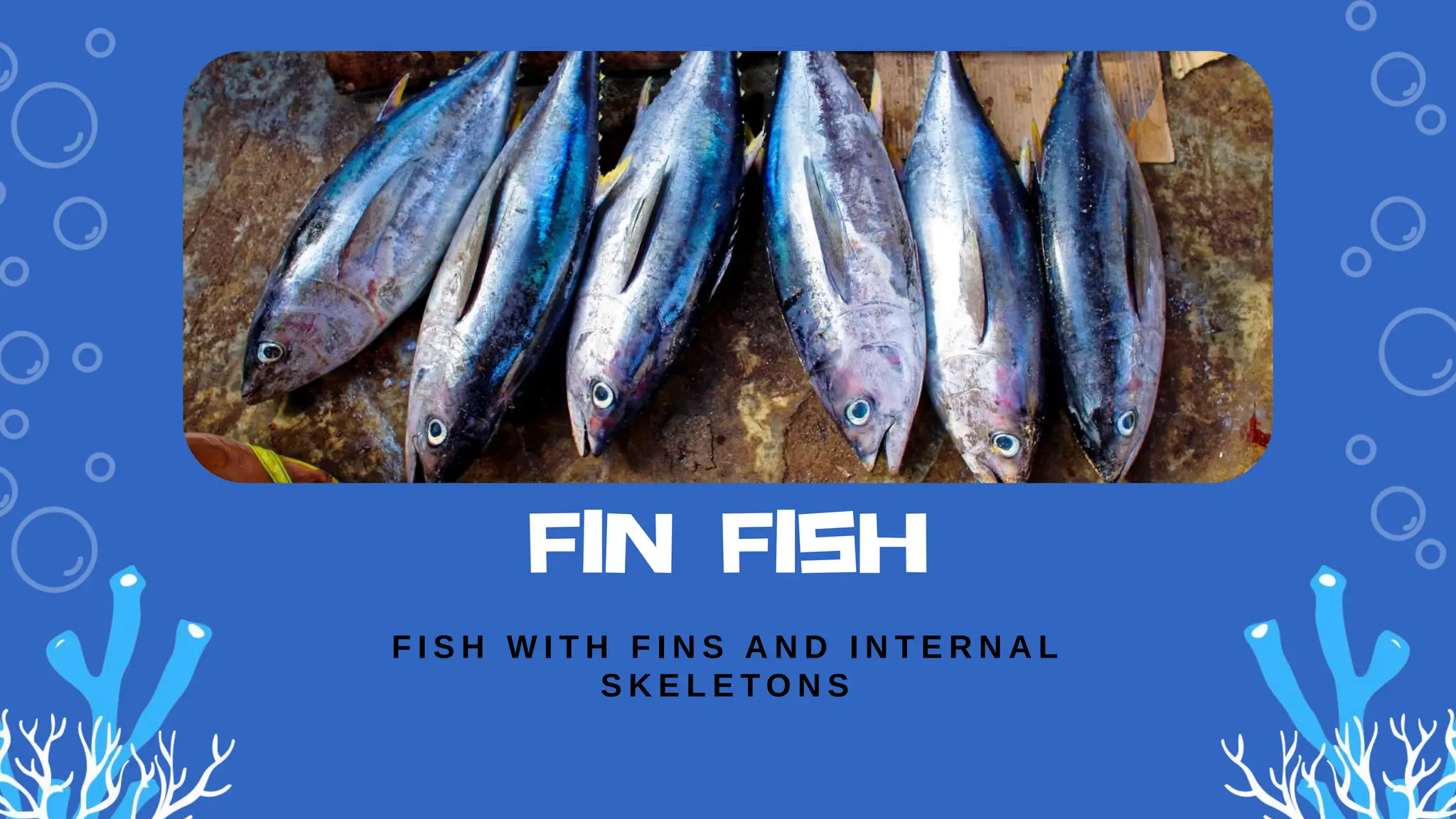 cookery 10-Classification of seafood.pptx