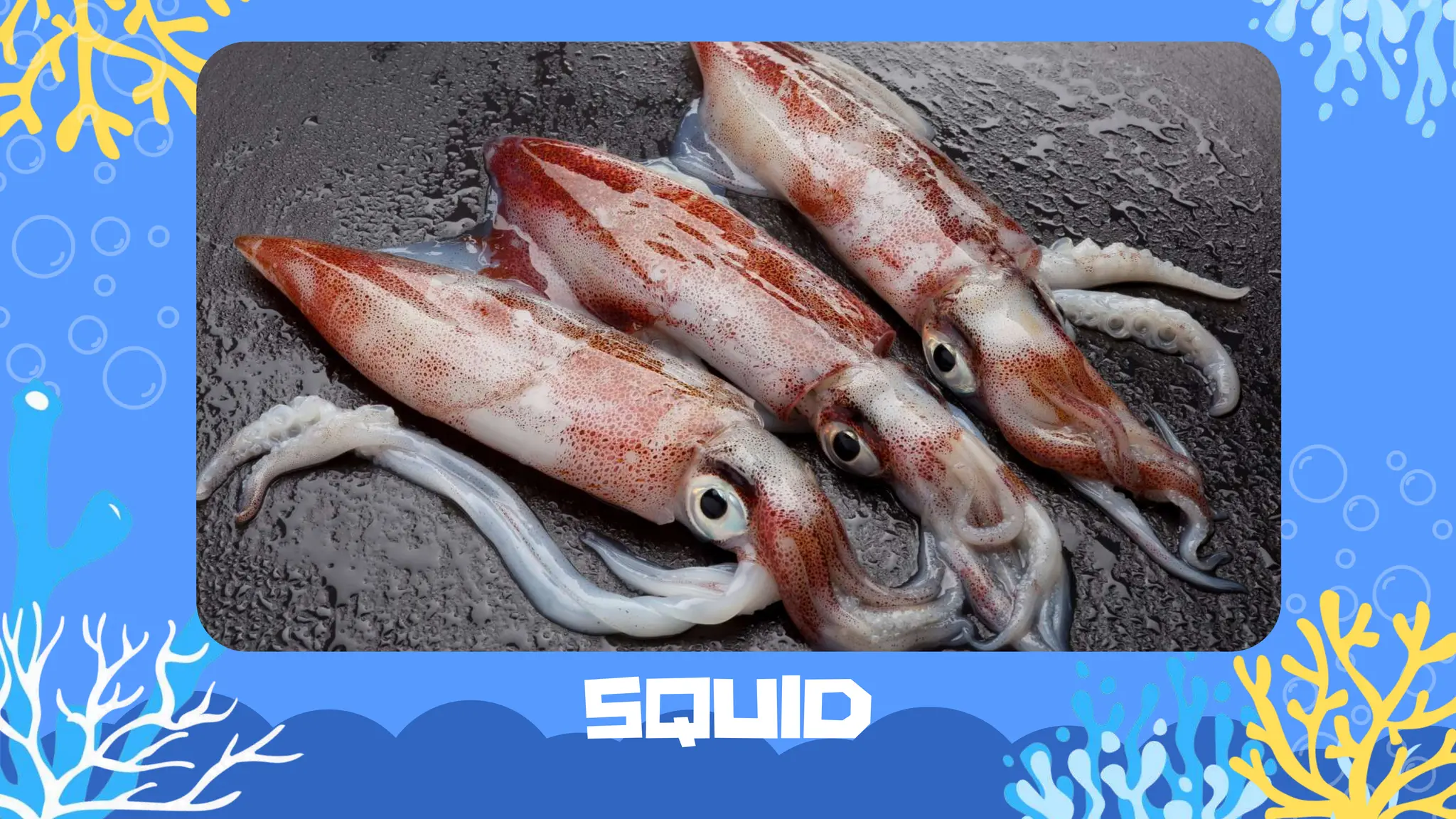 cookery 10-Classification of seafood.pptx