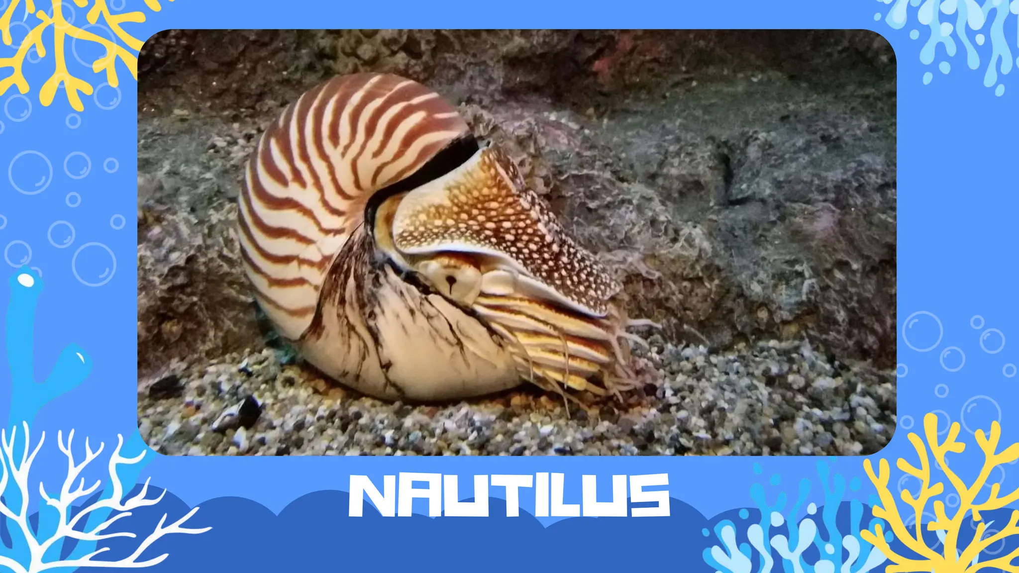 cookery 10-Classification of seafood.pptx