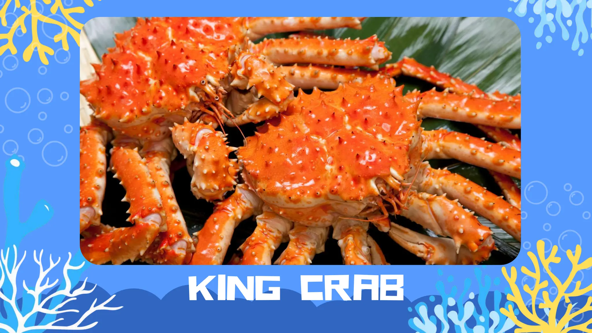 cookery 10-Classification of seafood.pptx