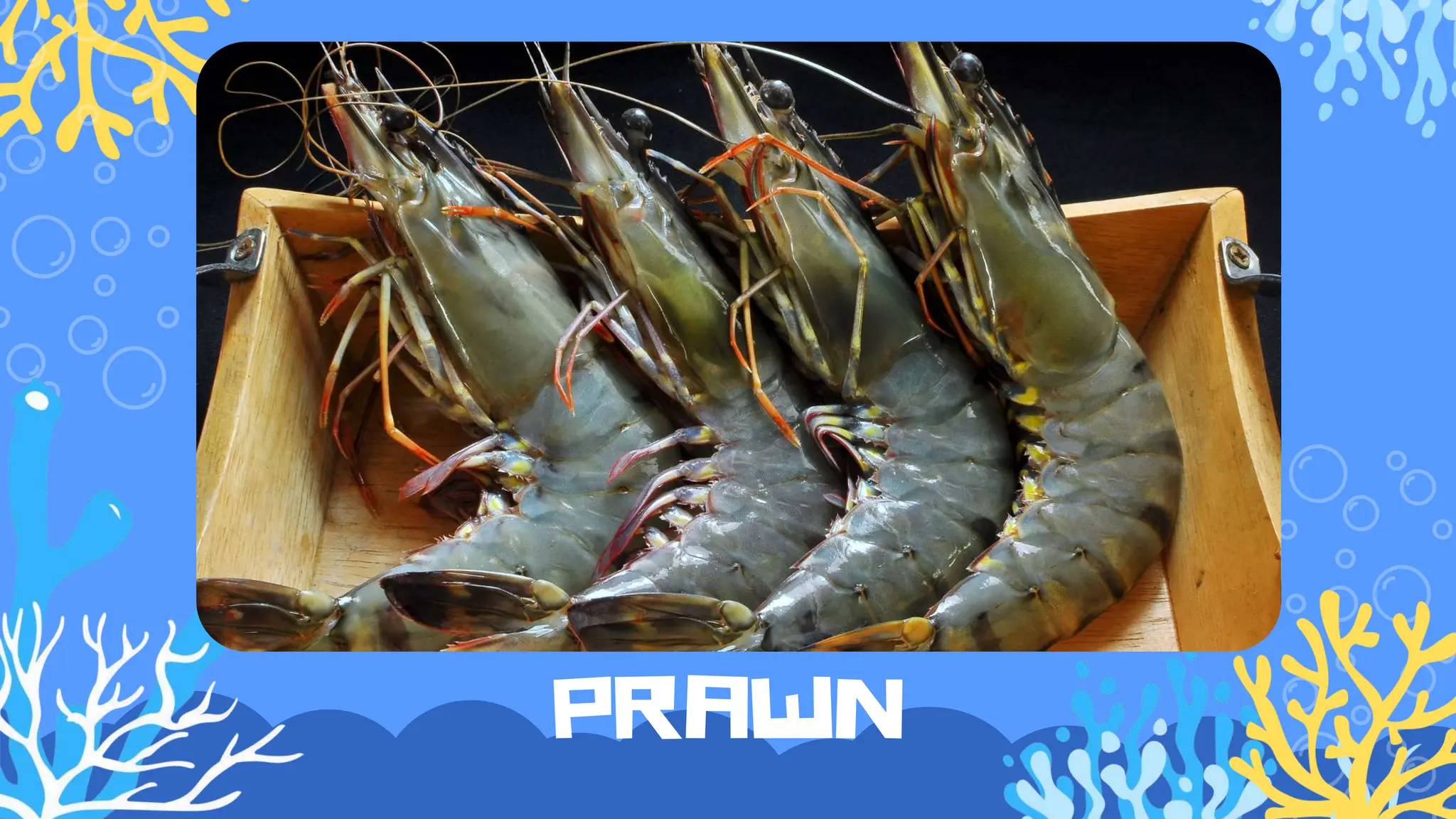 cookery 10-Classification of seafood.pptx