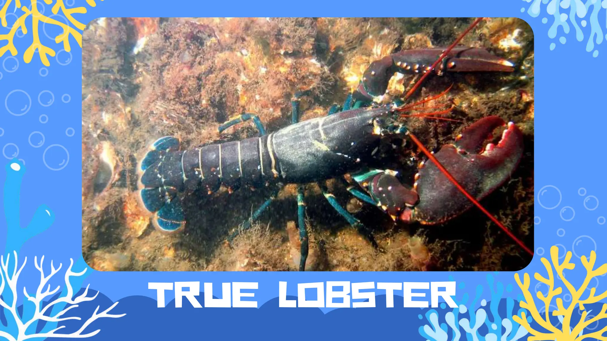 cookery 10-Classification of seafood.pptx