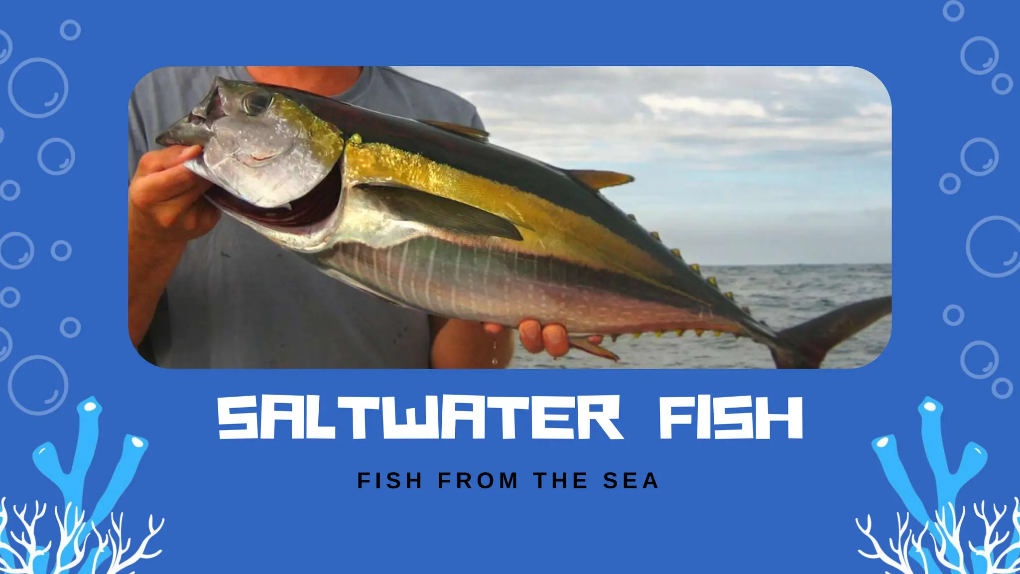 cookery 10-Classification of seafood.pptx