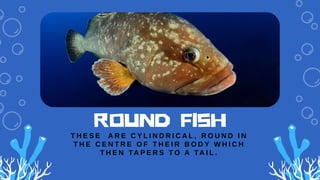 cookery 10-Classification of seafood.pptx