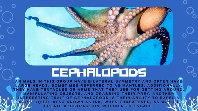 cookery 10-Classification of seafood.pptx | Fish and Aquariums | Pets