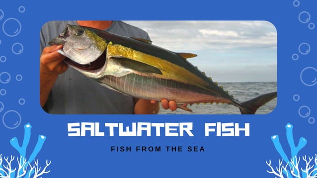 cookery 10-Classification of seafood.pptx | Fish and Aquariums | Pets