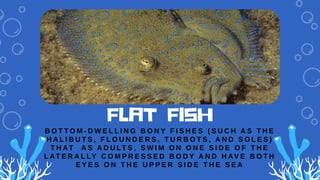 cookery 10-Classification of seafood.pptx