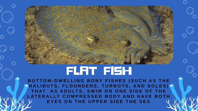 cookery 10-Classification of seafood.pptx | Fish and Aquariums | Pets